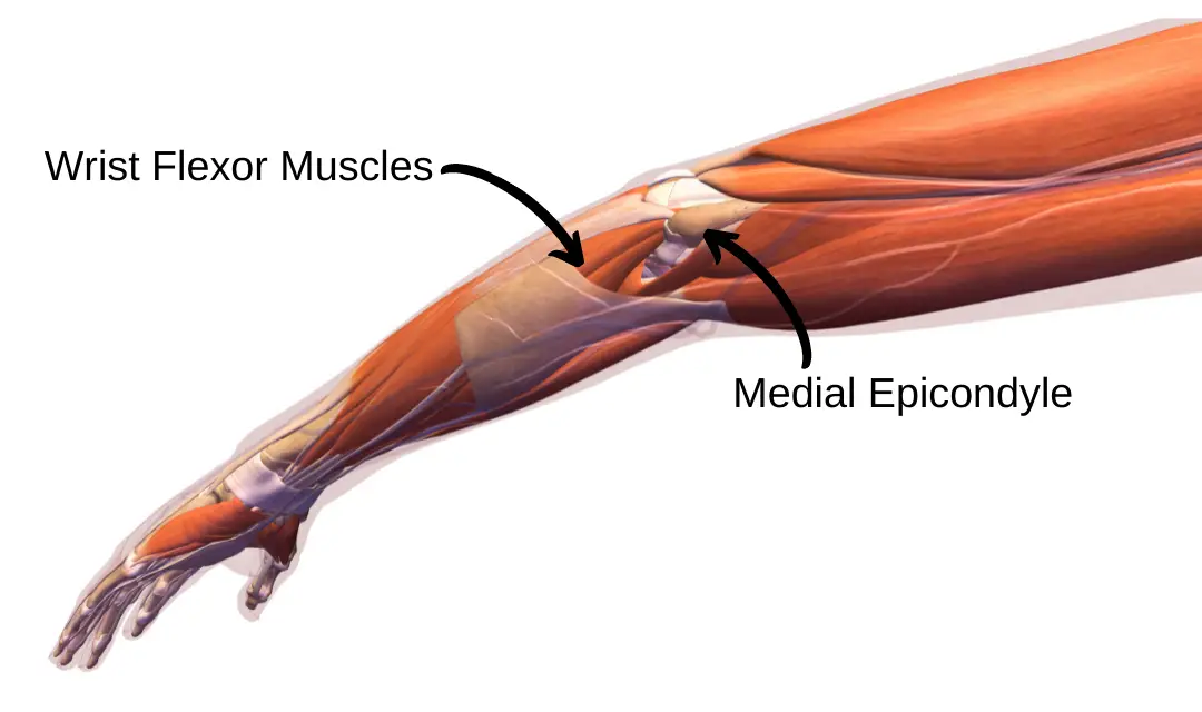6 Proven Ulnar Nerve Exercises (Cubital Tunnel Syndrome) - Facts & Physio